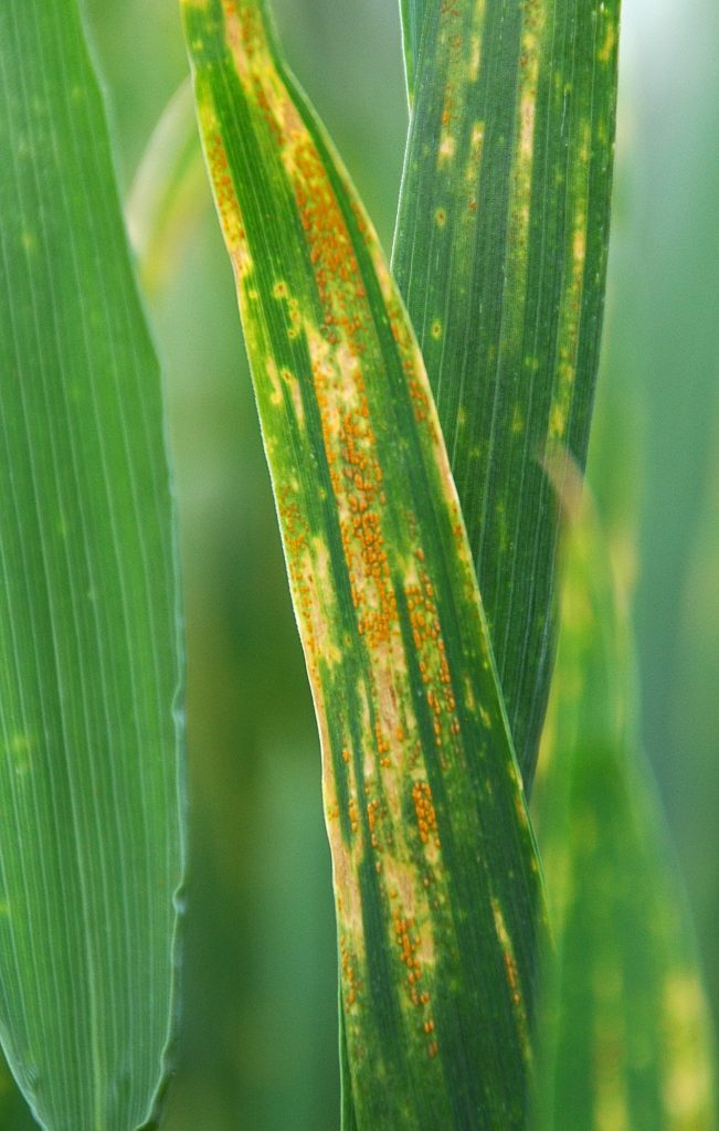 Major revisions to wheat yellow rust disease ratings - Farmers Guide