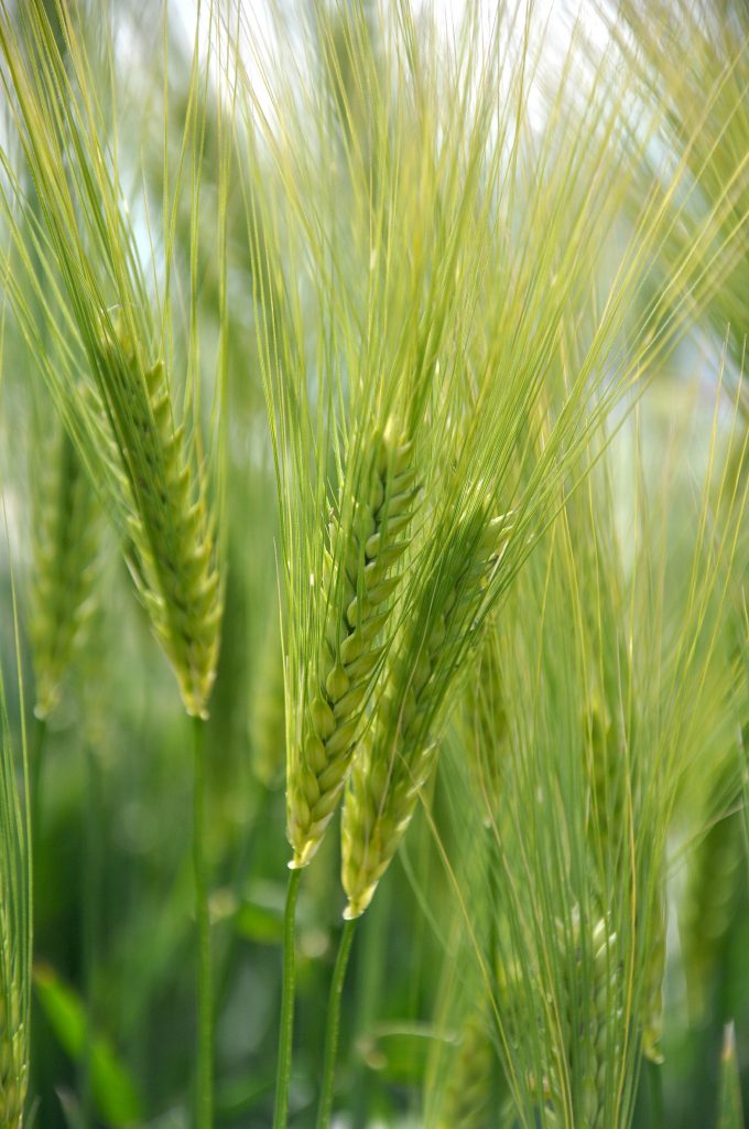 Chinese barley market open for business - Farmers Guide