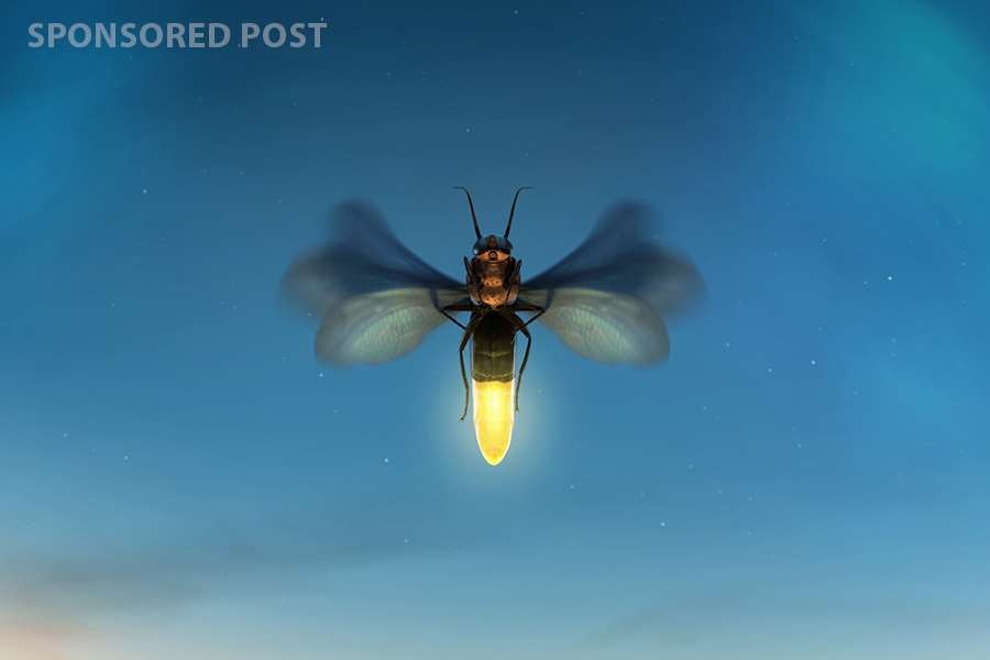 KWS FIREFLY – Illuminate your wheat with a touch of magic! - Farmers Guide