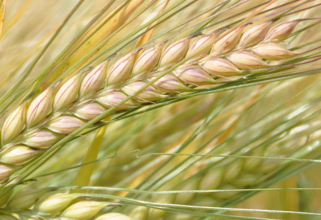 Spring seed choices - Farmers Guide