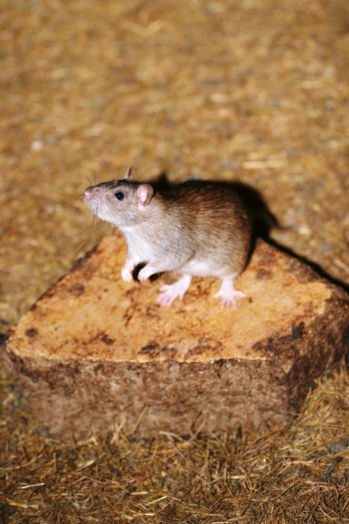 New rules for bait rodenticides: are you compliant? - Farmers Guide