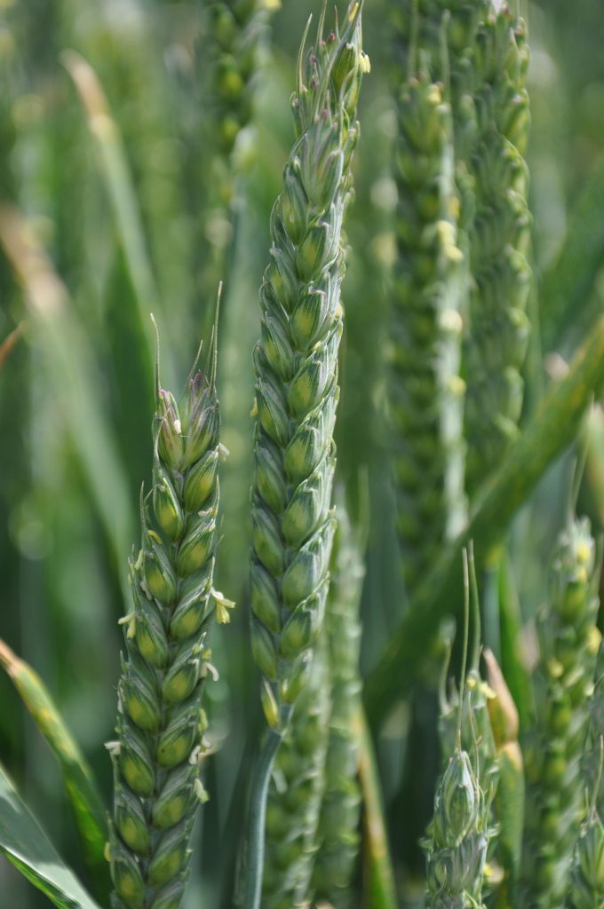 Reflection delivers some excellent farm yields in its first year ...