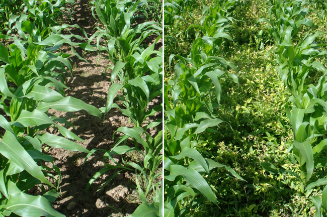 Maize growers urged to early action on weeds - Farmers Guide