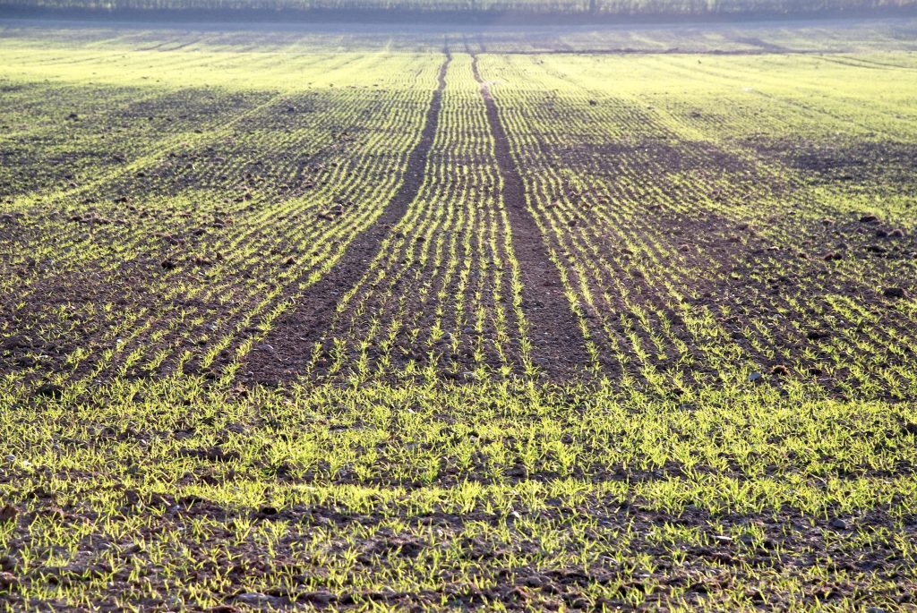 Latest trials highlight heavy land spring barley opportunities ...