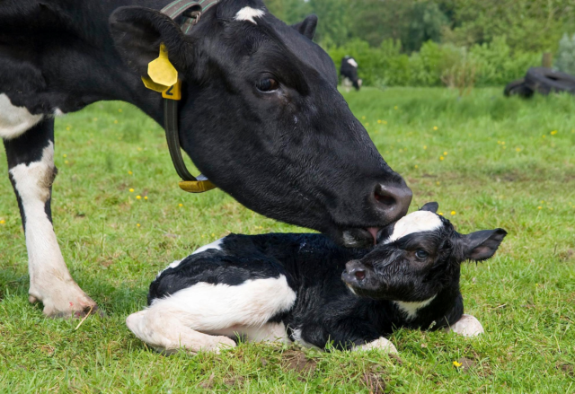 Calving: Common health issues to be aware of - Farmers Guide