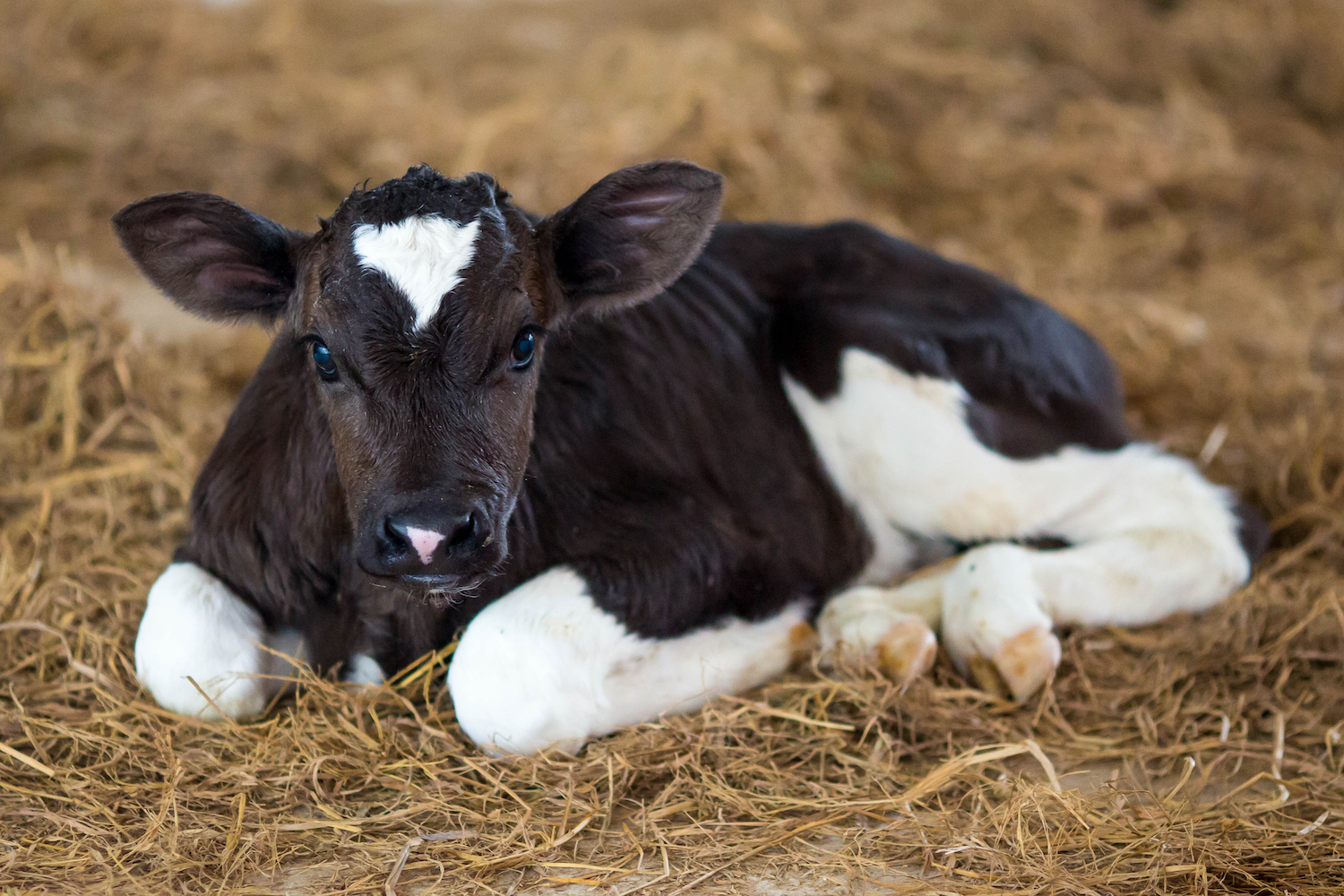 Making use of NSAIDs for early calf scour treatment - Farmers Guide