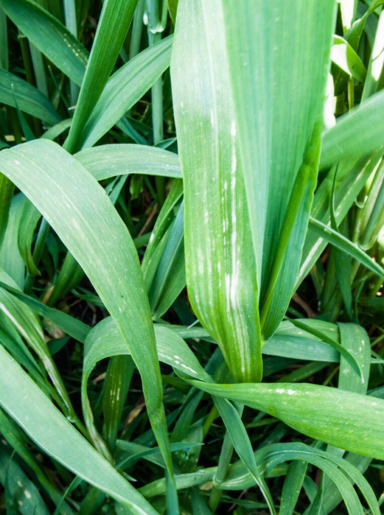 Manganese and magnesium are vital this winter - Farmers Guide