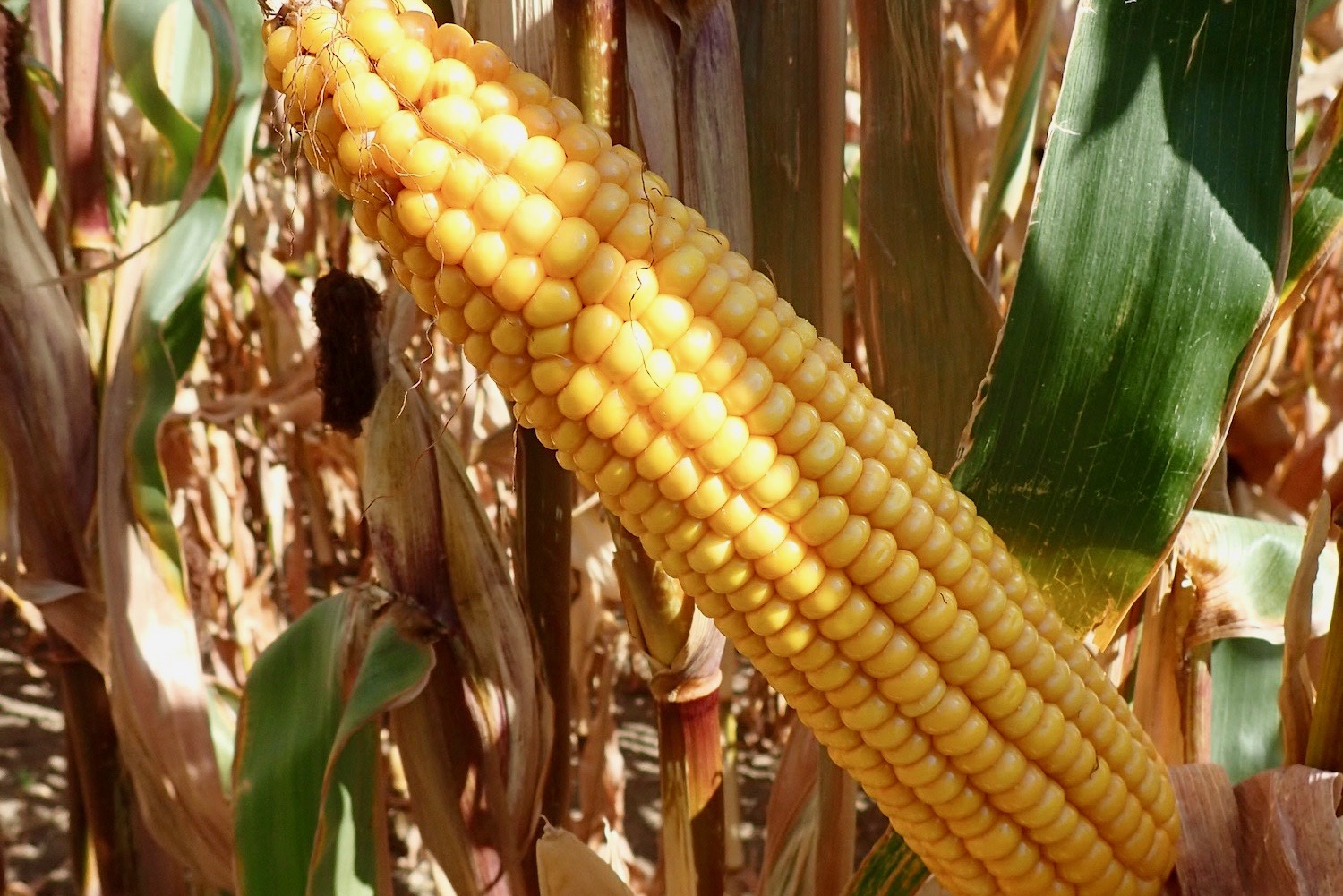 Latest results show very high yield potential for newest Pioneer maize ...