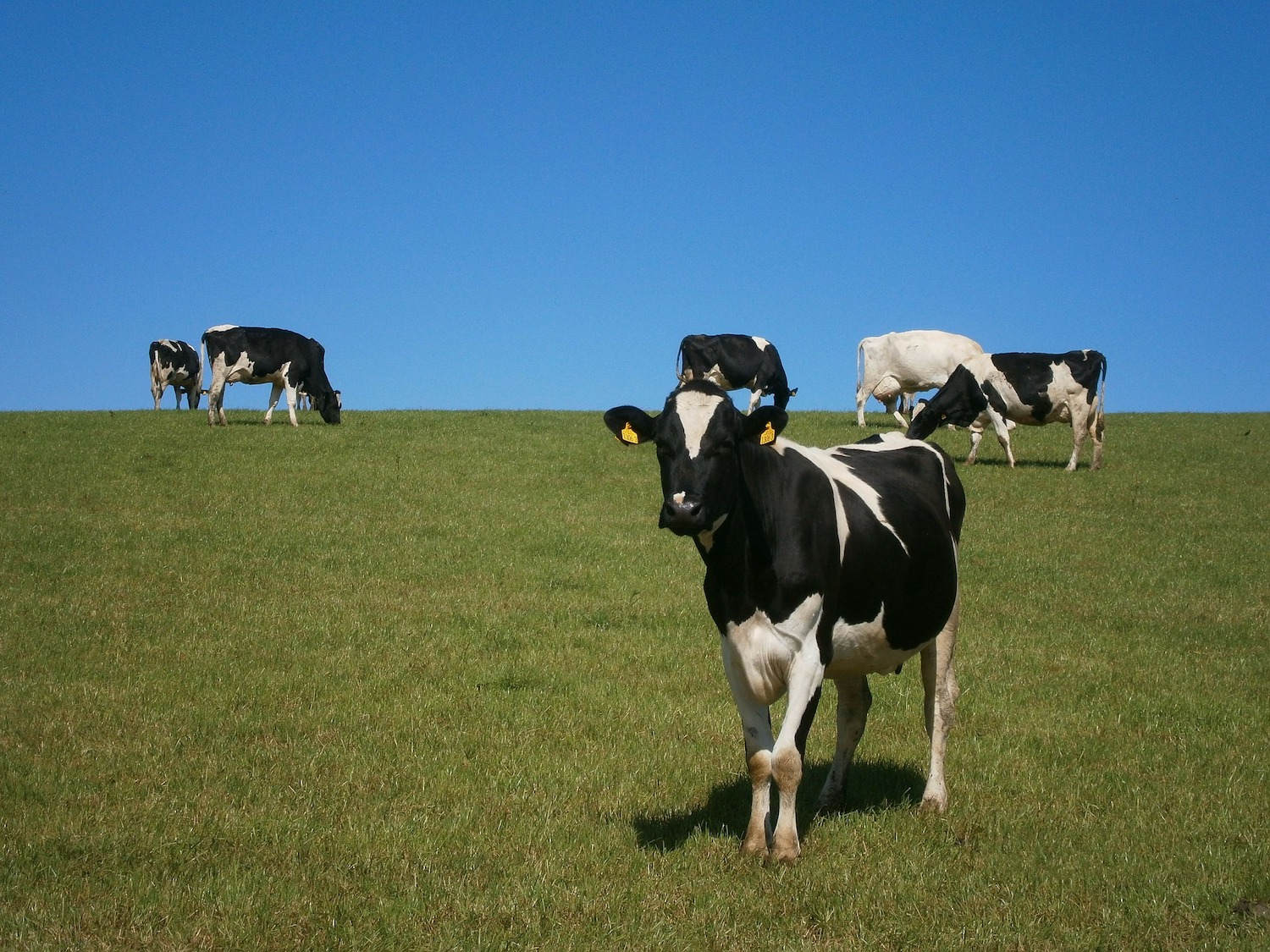 Keeping rumen workers happy as forage supplies switch - Farmers Guide