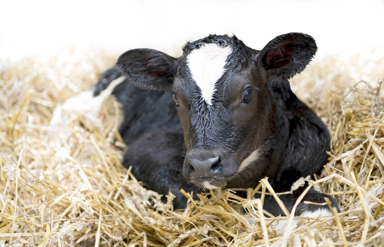 Best practice for colostrum feeding - Farmers Guide