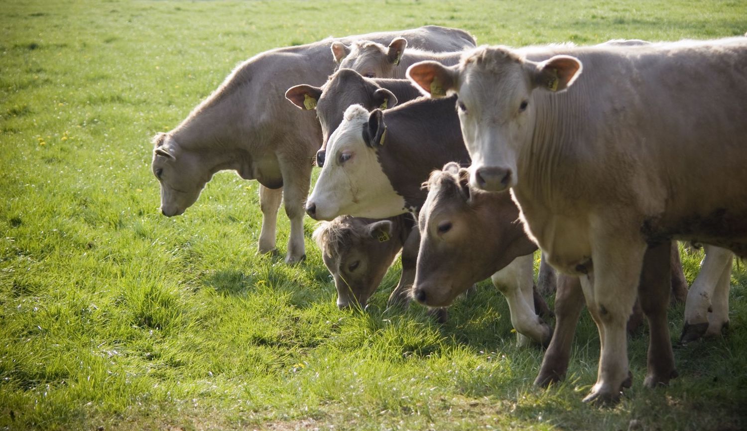 Feed conversion efficiency “key to sustainable UK beef industry ...