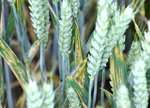 New web-based service reveals UK locations of yellow rust - Farmers Guide