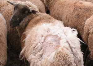 National project to improve methods for controlling sheep scab ...