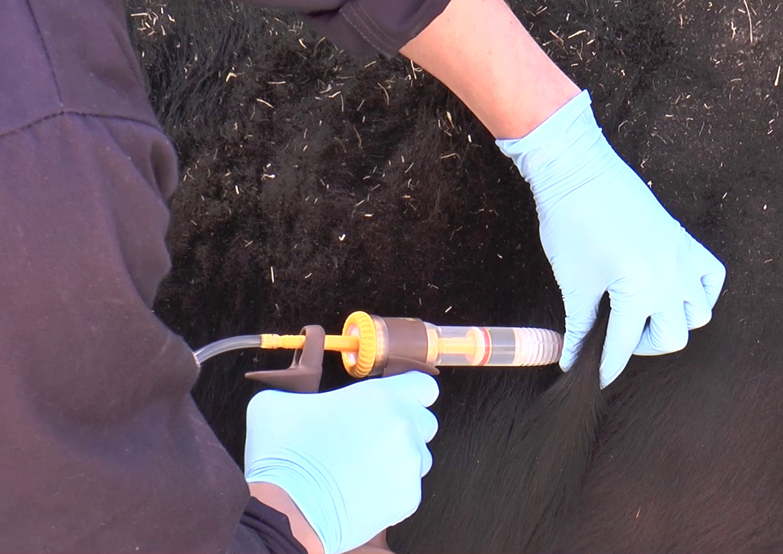 Campaign offers cattle farmers extra support on parasite control ...