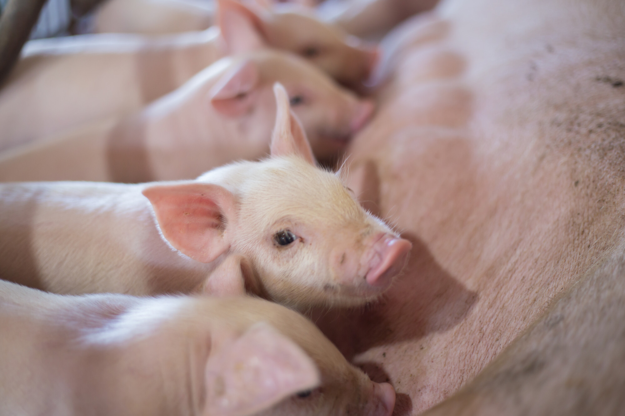 Free piglet E. coli testing now available to farmers - Farmers Guide