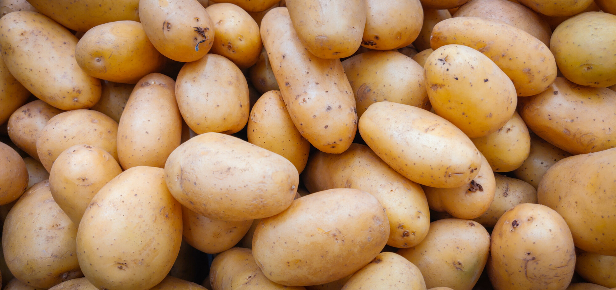 Can blight-resistant potato varieties offer effective resistance yet ...