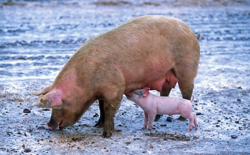 Colostrum quality and piglet performance webinar - Farmers Guide
