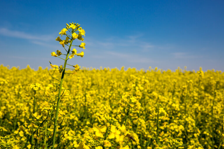 One third of UK OSR crops at risk from turnip yellows virus Farmers Guide