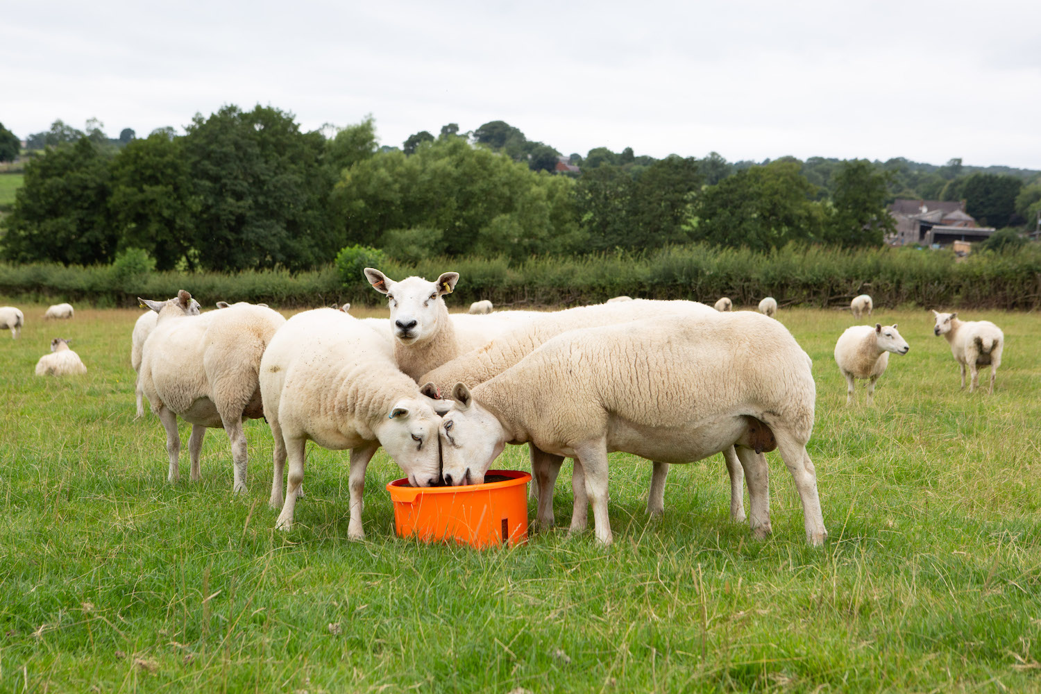 Optimise forage utilisation by stimulating rumen activity with forage ...