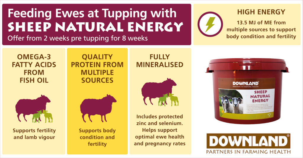 Support tupping success with a natural energy feed - Farmers Guide