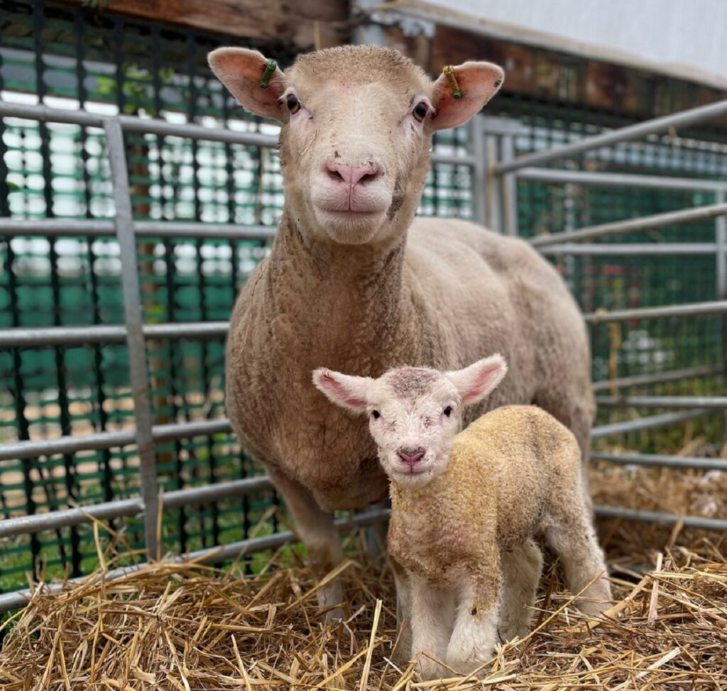 Barony Farm springs to life with autumn lambs - Farmers Guide