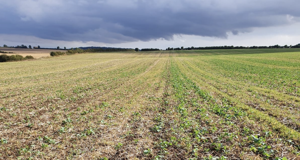 Positive start to OSR primed seed trials - Farmers Guide