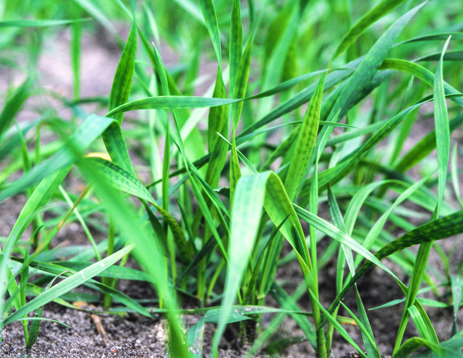 Maximising nutrient use amid fertiliser shortages - Farmers Guide