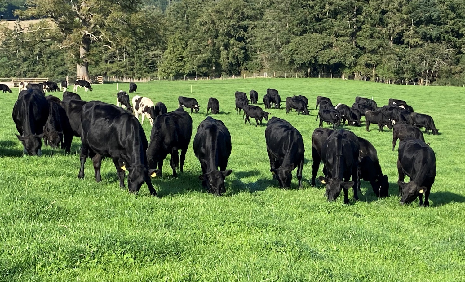 Grassland management at the forefront of Aberdeen Angus system ...