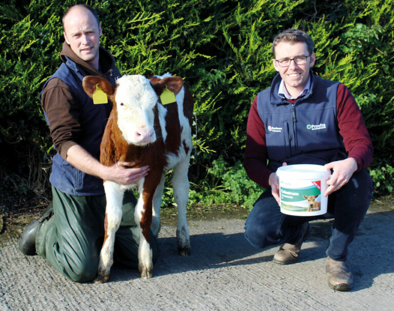 Rising number of dairy farmers turn to colostrum replacements to tackle ...