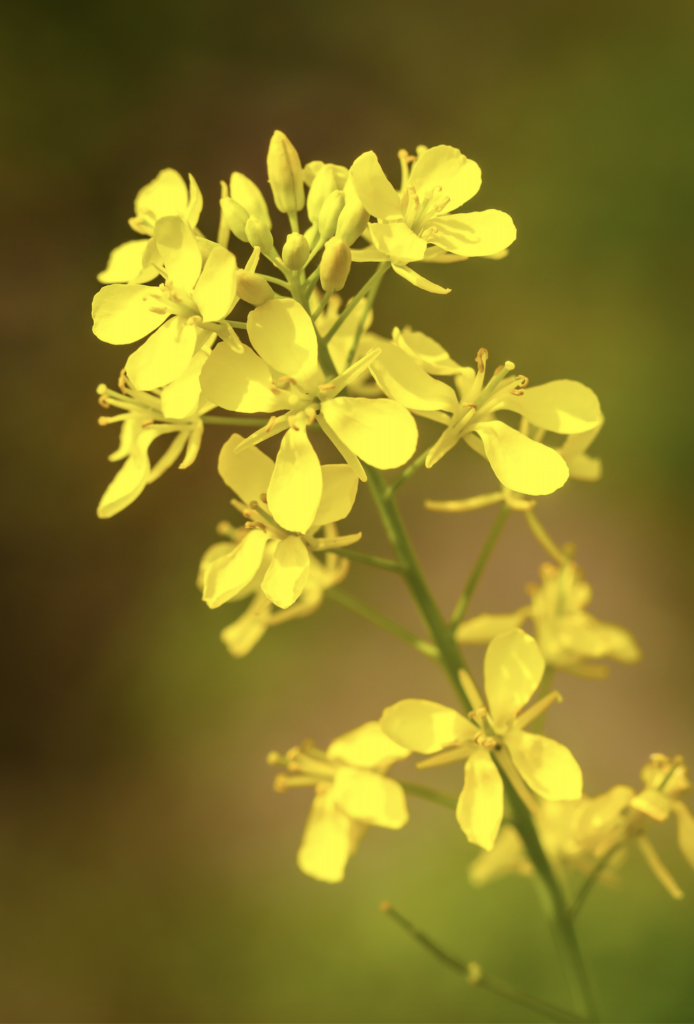 Looking ahead to spring cropping options - Farmers Guide