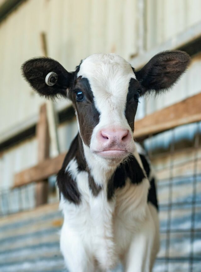 Calf scour: causes and control - Farmers Guide