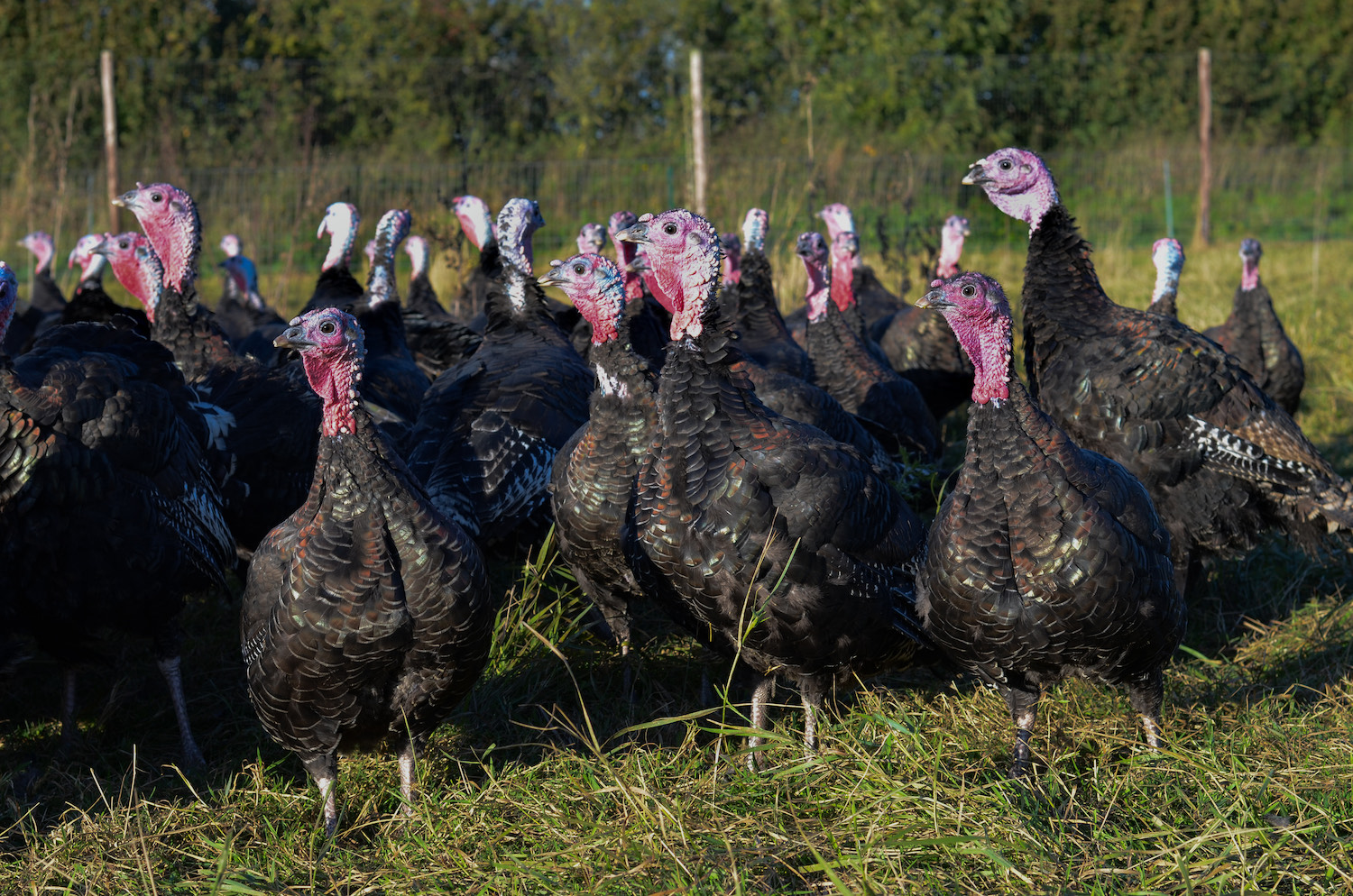 Suffolk farm’s diversification brings local community together and ...