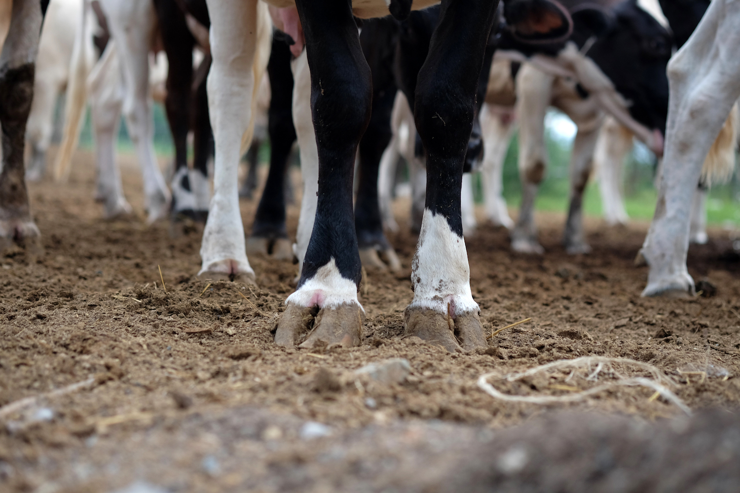 Q&A: Reducing the risk of digital dermatitis - Farmers Guide