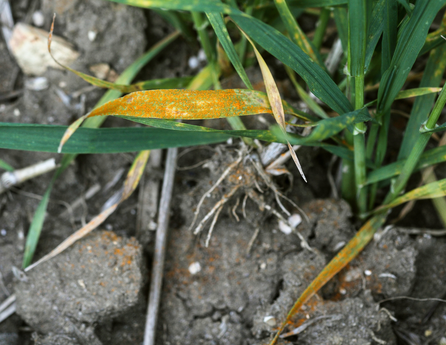 Stay vigilant against yellow rust at T2 - Farmers Guide