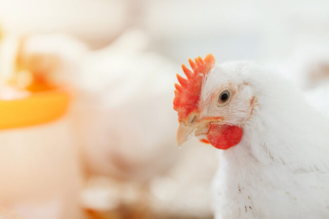 New data shows scope to improve broiler intestinal health - Farmers Guide