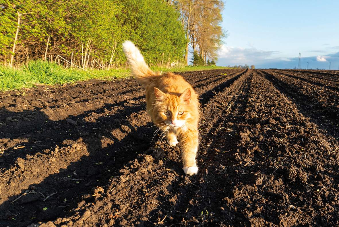 Key health threats to farm dogs and cats - Farmers Guide