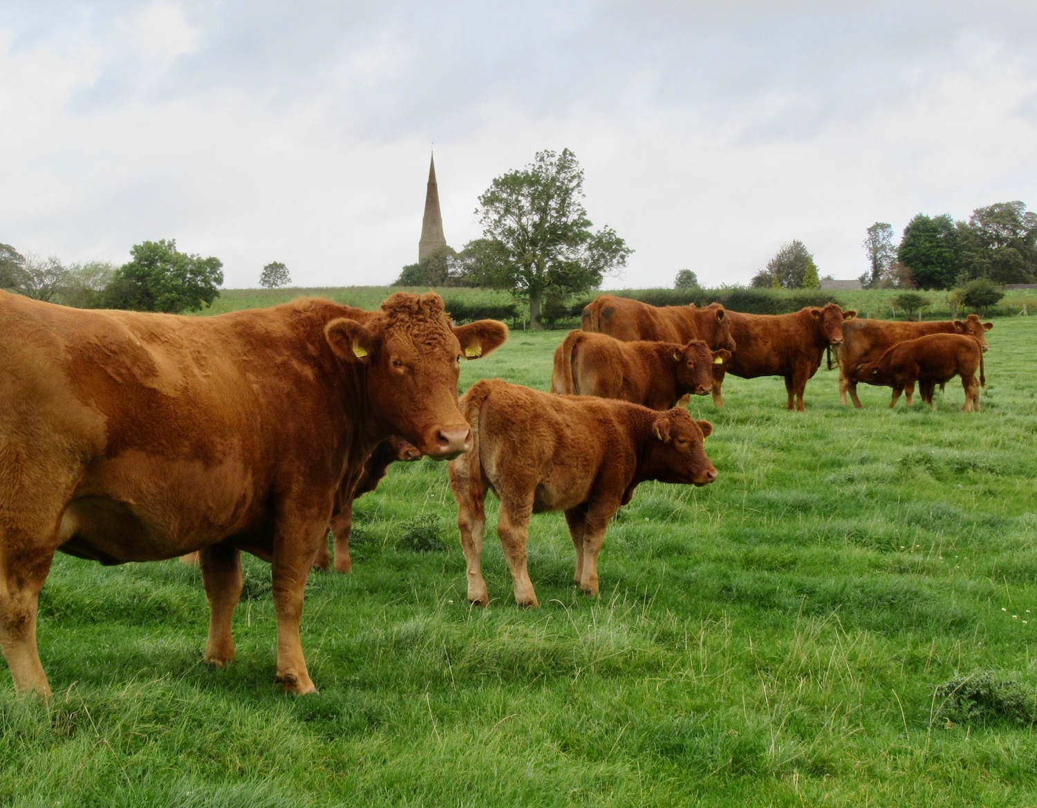 Beef breeds: Three breeds that are seeing growing popularity - Farmers ...
