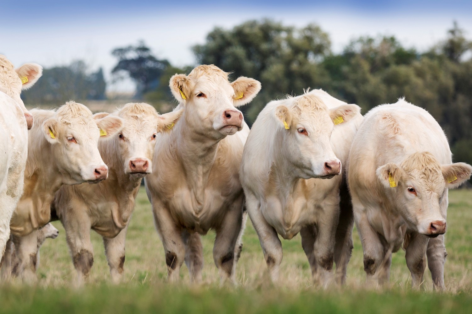 Beef breeds: Three breeds that are seeing growing popularity - Farmers ...