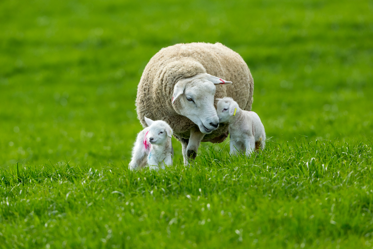 Trace elements for lambs - Farmers Guide