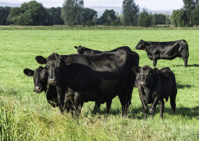 Cull cow market offers opportunity to tighten calving intervals ...