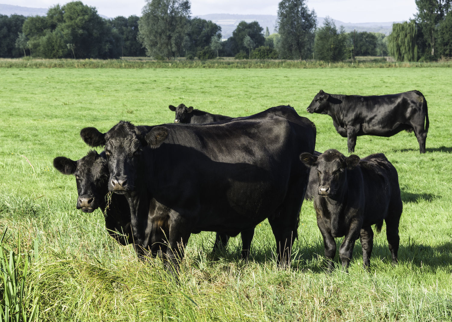 Cull cow market offers opportunity to tighten calving intervals ...