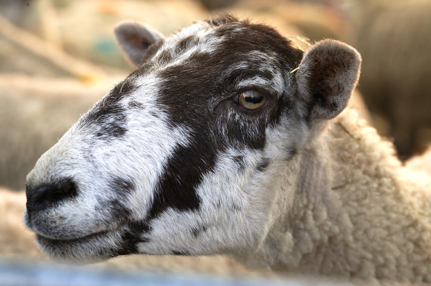 Better training needed to tackle sub-optimal sheep vaccination, survey ...