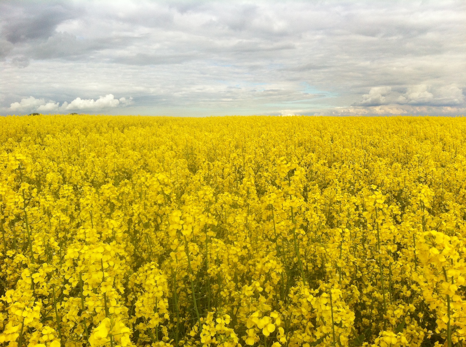 Expert tips for bumper OSR yields - Farmers Guide