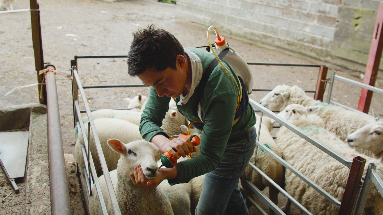 Calls for more proactive approach to tackling sheep wormer resistance ...