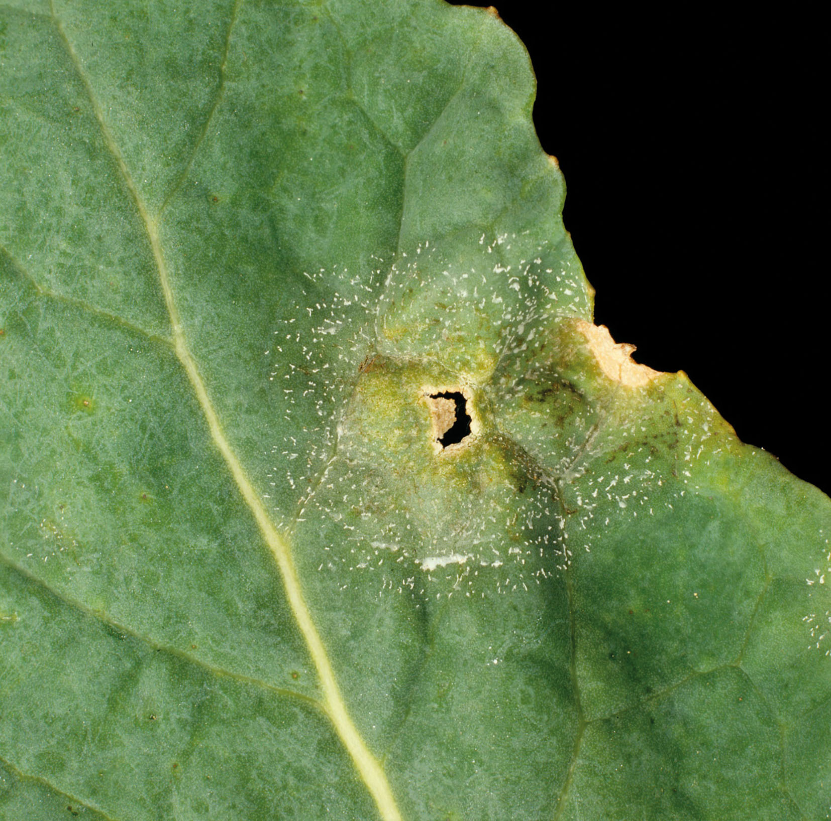 Extended OSR disease exposure possible, growers warned - Farmers Guide