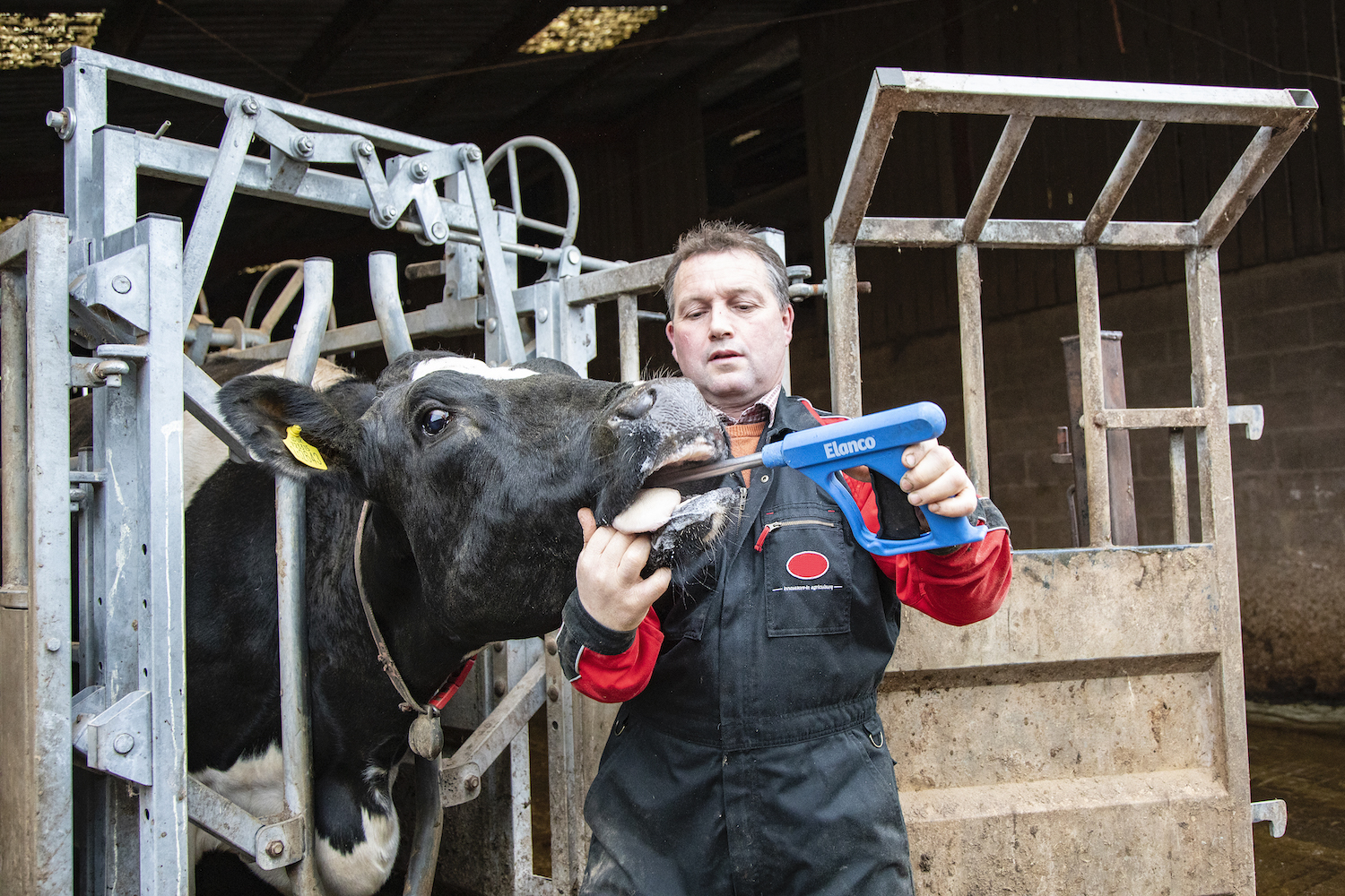 Majority of disease occurs in first 60 days post-calving, dairy poll ...