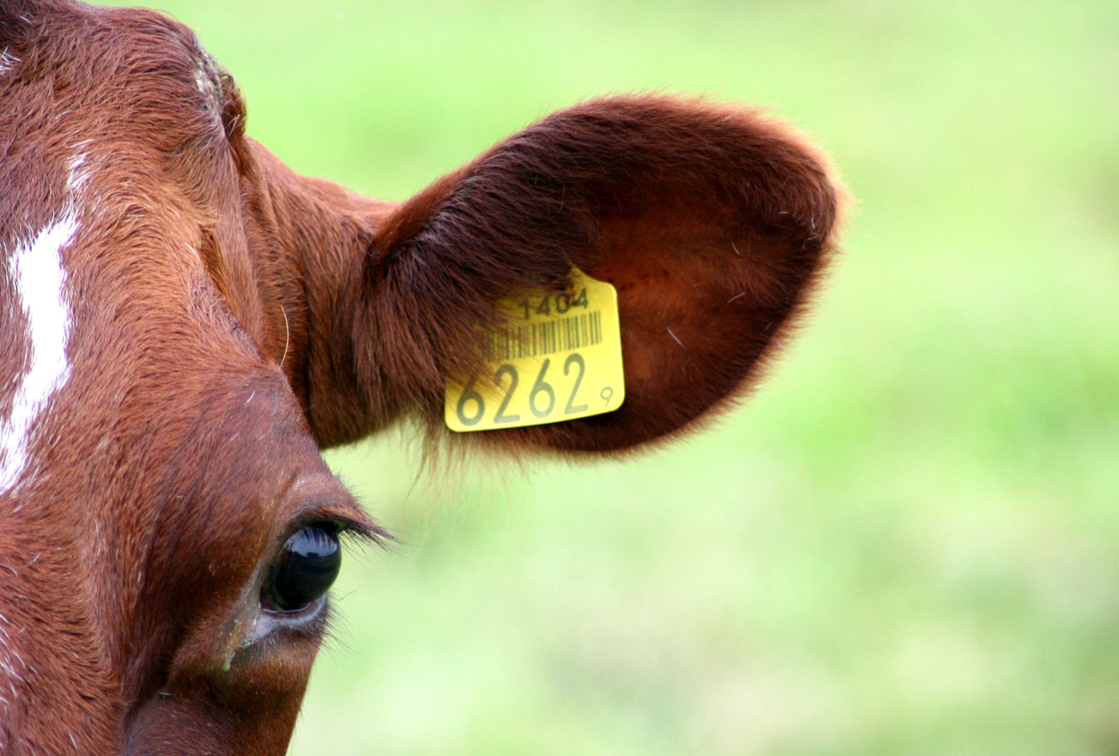 Project aims to tackle ear tag issues on cattle and sheep farms ...
