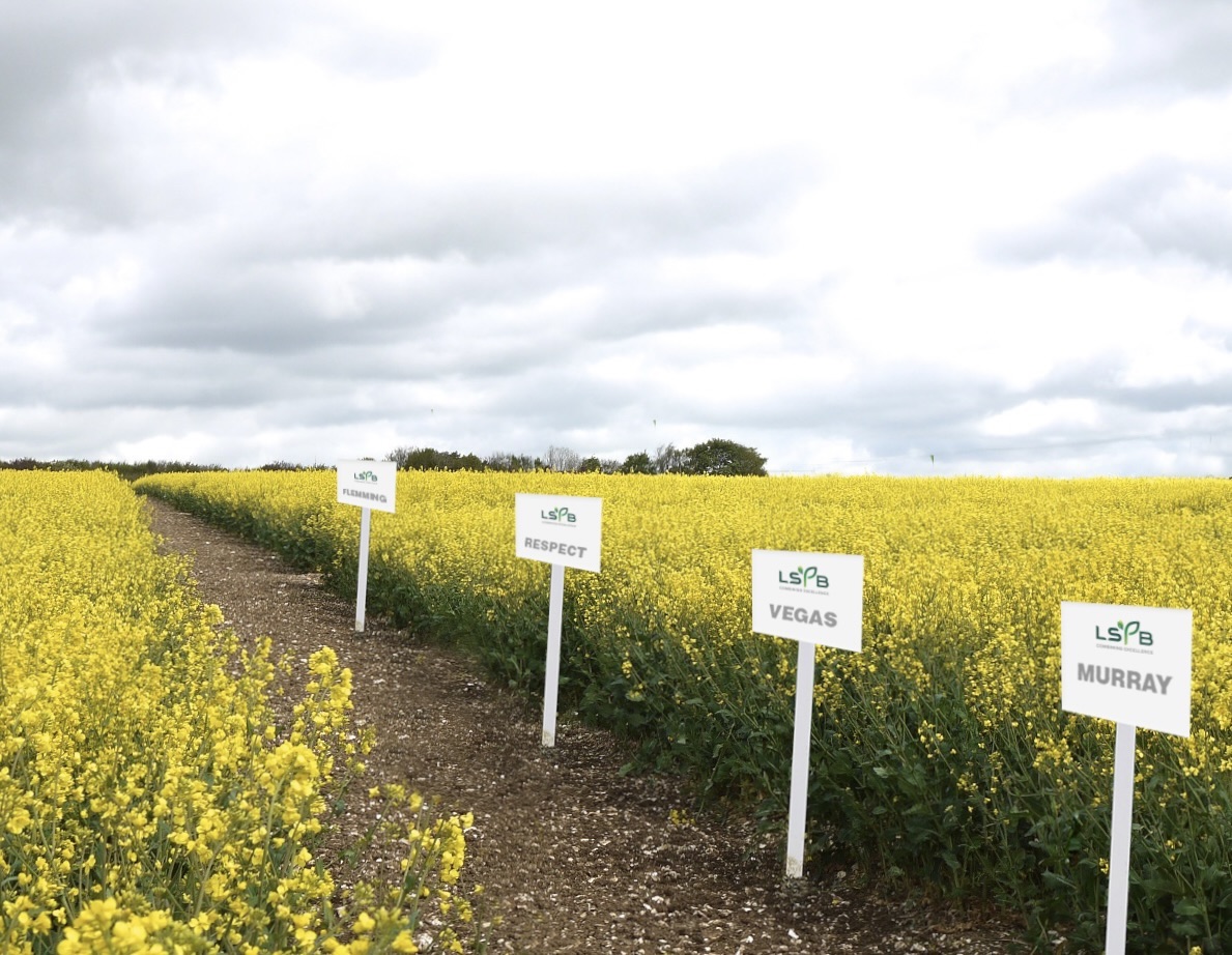 Provisional RL harvest results bode well for candidate WOSR varieties ...