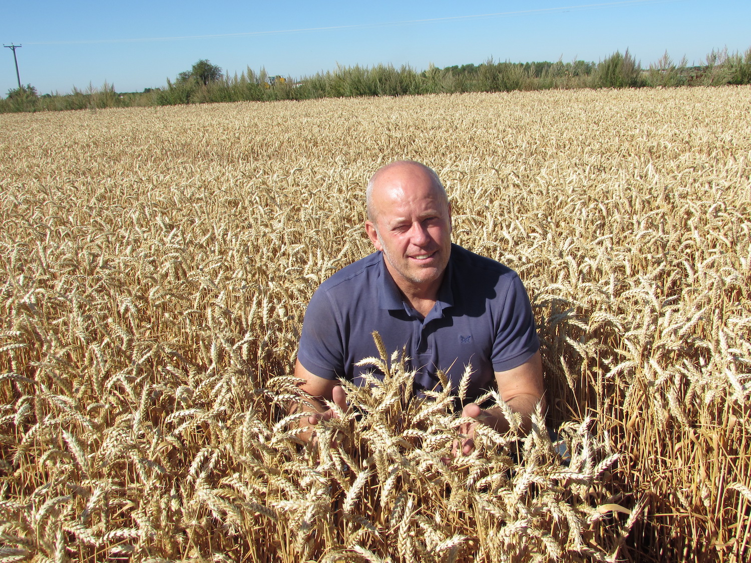 New Group 2 wheat shows “definite milling quality” - Farmers Guide