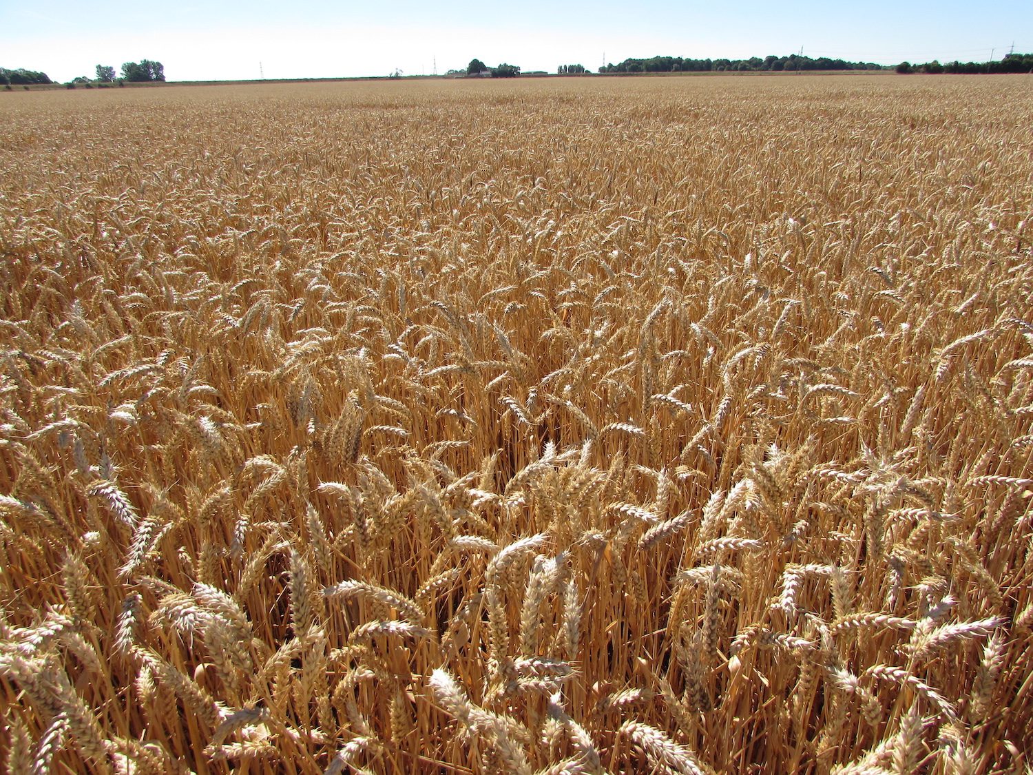 New Group 2 wheat shows “definite milling quality” - Farmers Guide